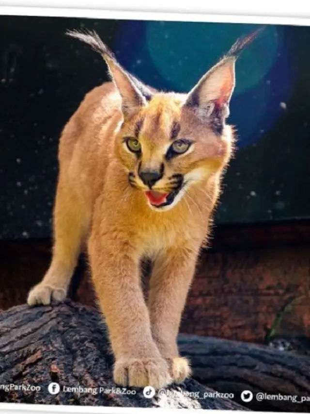 2 Spesies Kucing Cantik Jadi Penghuni Baru Lembang Park & Zoo ...