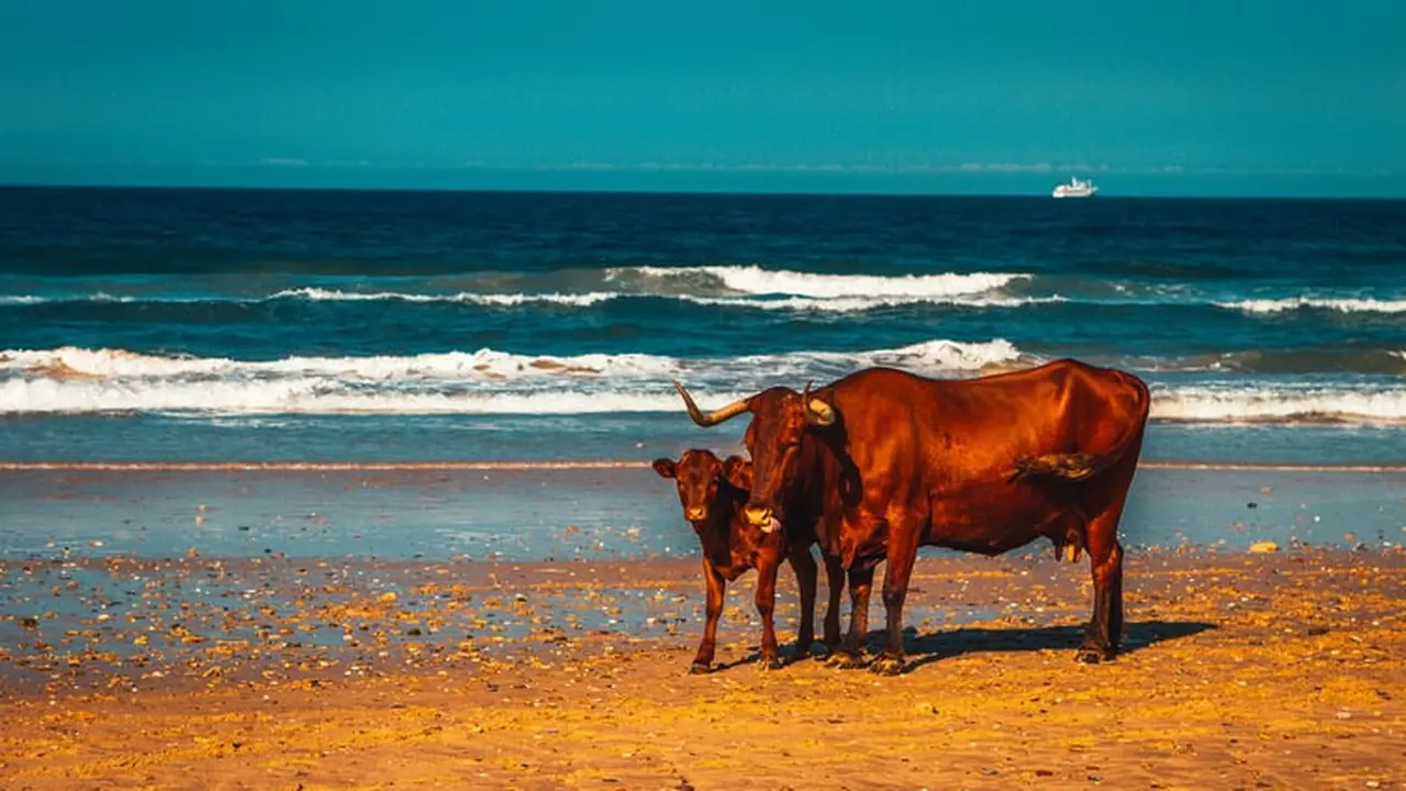 Pantai di Prancis Tutup Sementara Akibat Sapi Serang Pengunjung ...