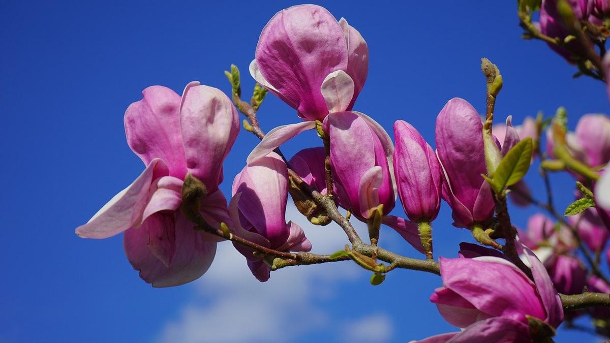 Ekstrak Bunga Magnolia Bermanfaat bagi Kesehatan dan Kecantikan Kulit