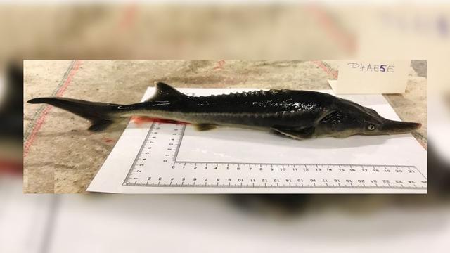Hasil Kawin Silang di Alam, 9 Hewan Ini Punya Bentuk yang Mencengangkan
