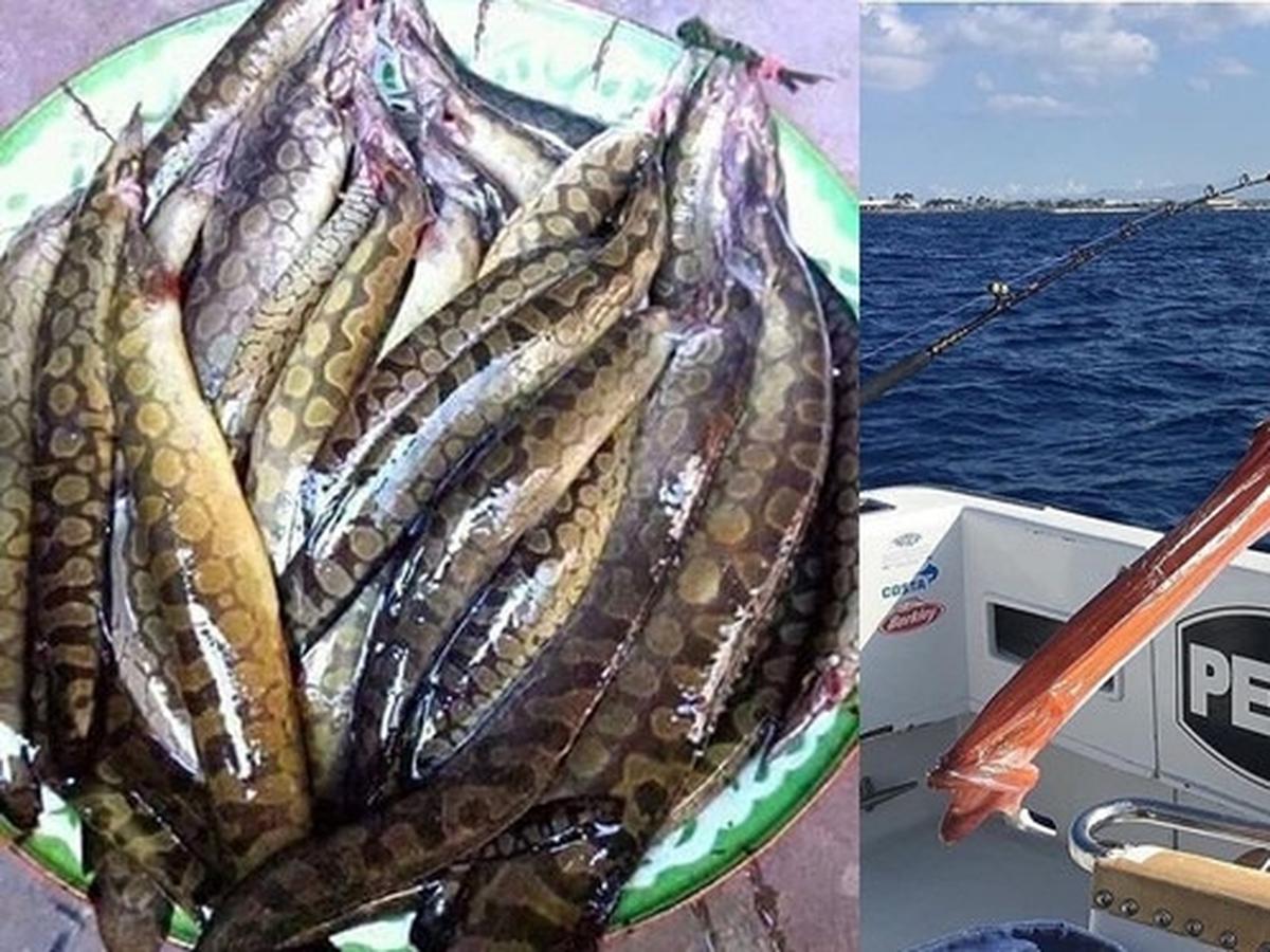 Ikan Hasil Pancingan Di Laut Hd - AugustaxRocha