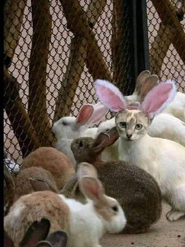 9 Potret Kucing Krisis Identitas Ini Bikin Geleng Kepala