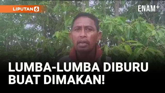 Berita Lumba-Lumba Hari Ini - Kabar Terbaru Terkini | Liputan6.com