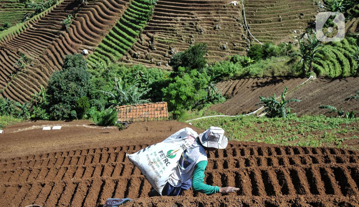 FOTO: Pertanian Bawang Merah Berkonsep Terasering di Majalengka - Foto ...