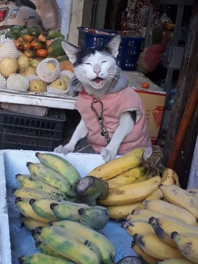 6 Tingkah Kucing di Pasar Ini Nyeleneh Banget, Bikin Penjual dan ...