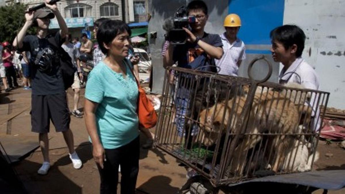 Yang Xiaoyun, Wanita yang Selamatkan 100 Anjing di Festival Yulin