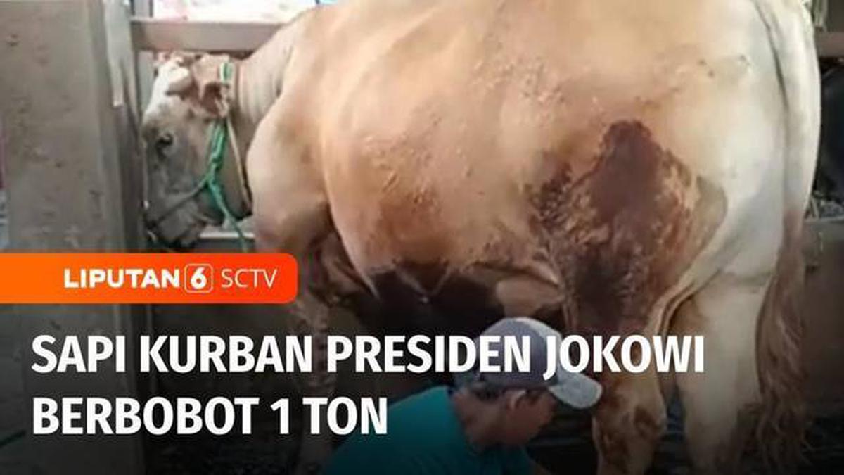 VIDEO: Melihat Sapi Kurban Presiden Jokowi yang Berbobot 1 Ton - TV Liputan6.com