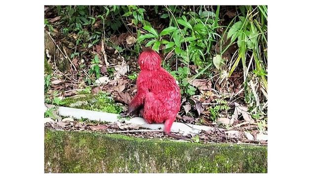 Kisah Pilu Monyet Berwarna Pink, Alami Trauma hingga Dijauhi Kawanannya ...