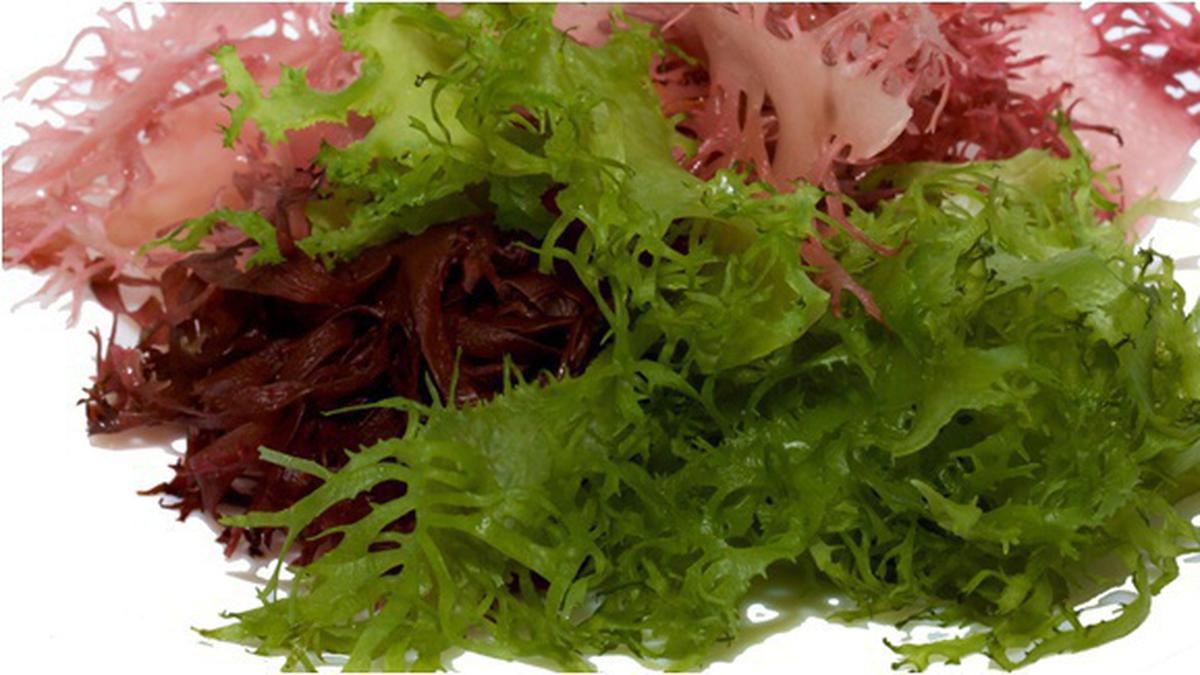 Yuk Mengenal Jenis Rumput Laut