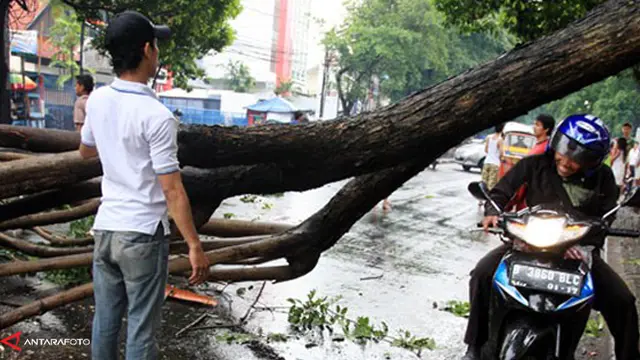 Hujan Deras Guyur Jakarta, Berikut Lokasi Pohon Tumbang - News Liputan6.com
