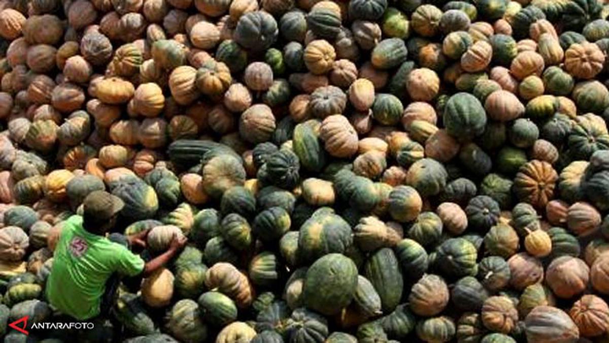 Labu Parang, Rajanya Labu Lindungi Tubuh dari Kanker Kolon - Health ...