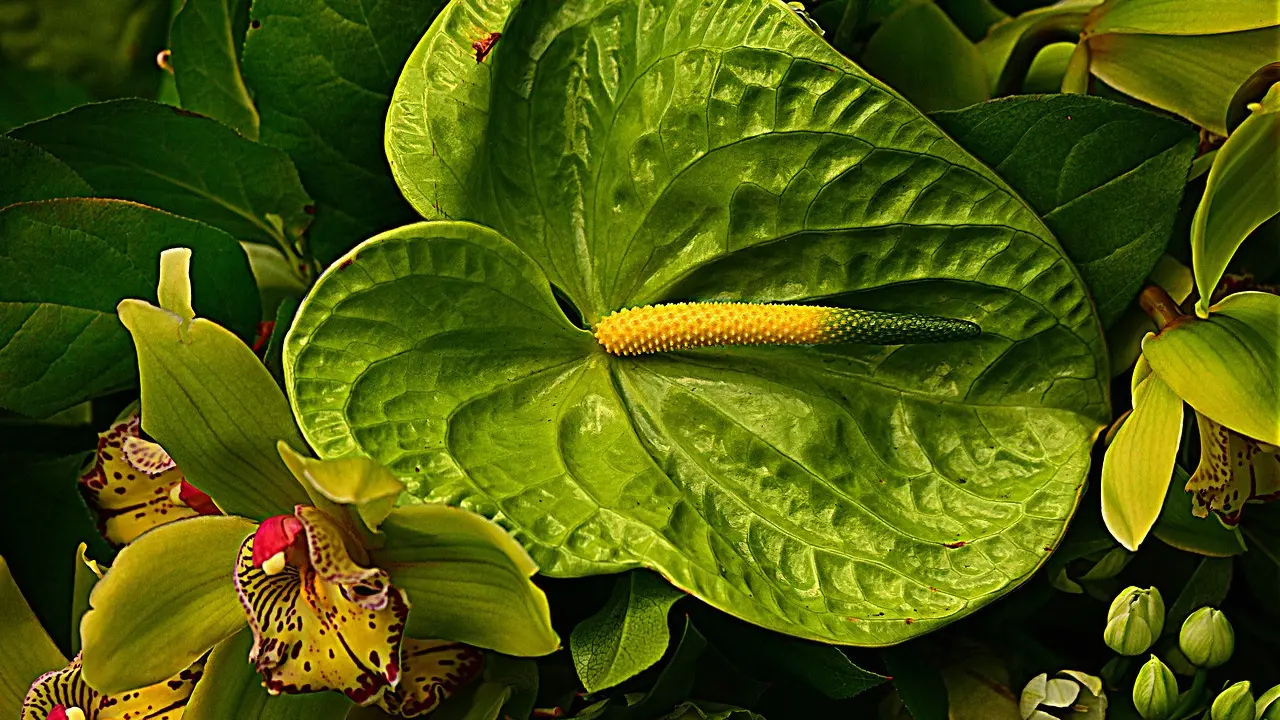 Mitos Bunga Anthurium yang Perlu Diketahui - Ragam Bola.com