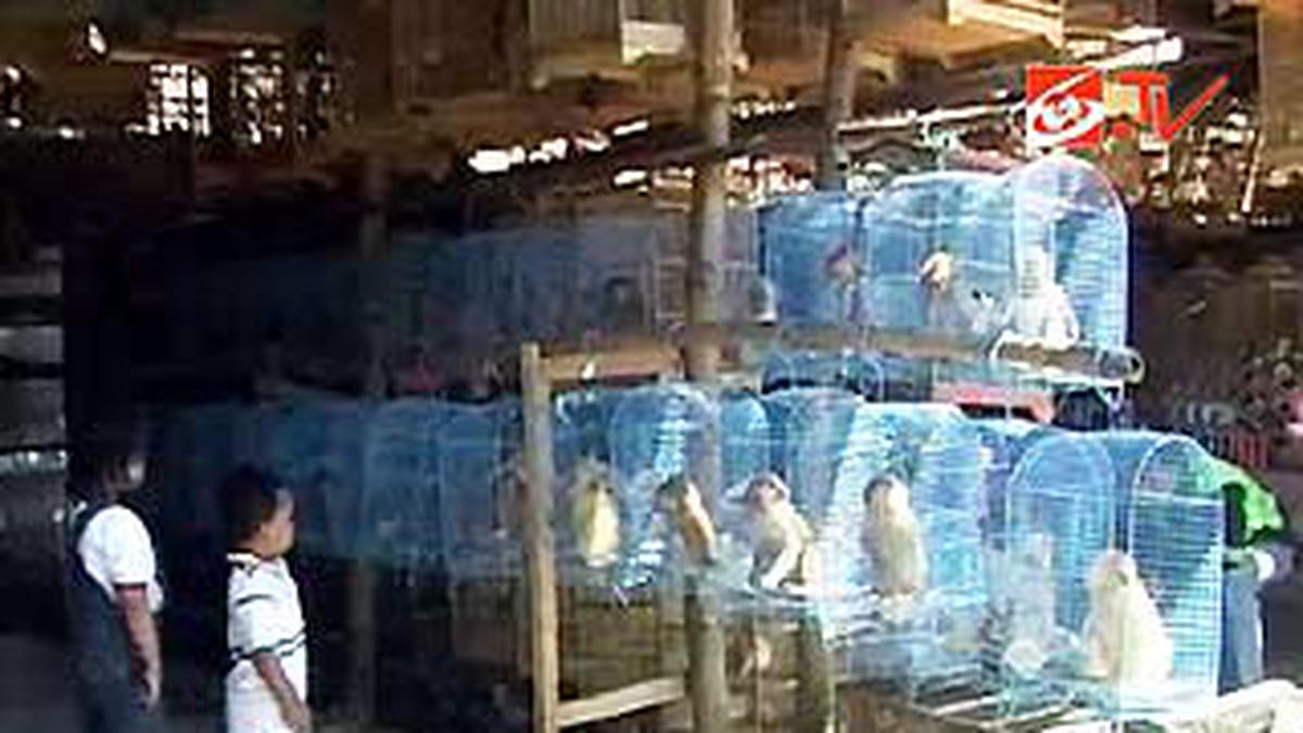 Menangguk Untung dari Dagang Monyet - News Liputan6.com