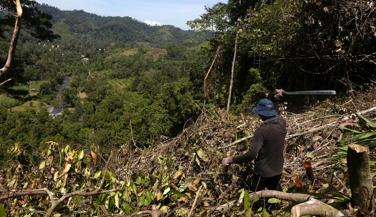 Deforestasi Hutan Primer Indonesia Meningkat pada 2023 - Foto Liputan6.com