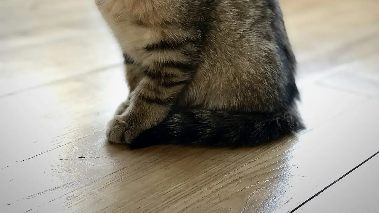 "Gemoy Banget! Ini 7 Gaya Kucing yang Bikin Hati Meleleh - Lifestyle ...