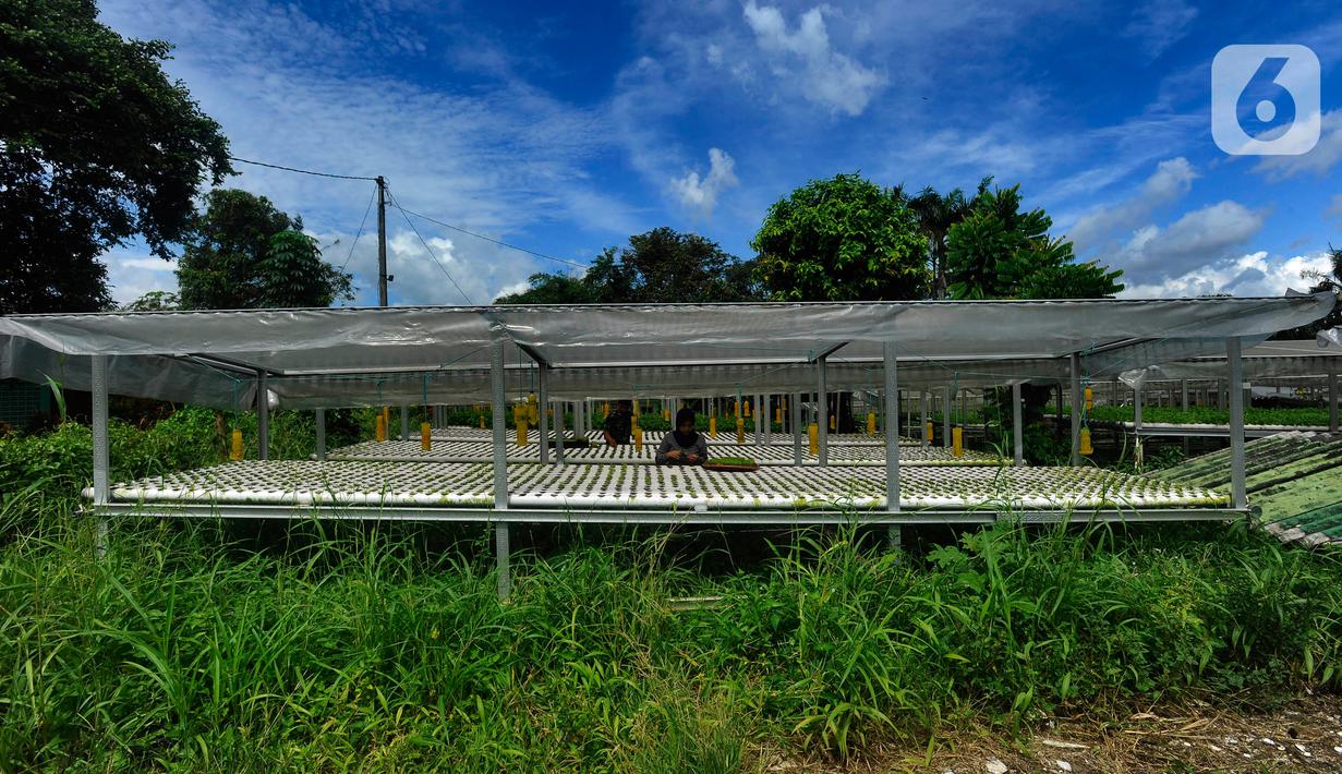 Melihat Budidaya Bayam di Kebun Hidroponikita Depok - Foto Liputan6.com