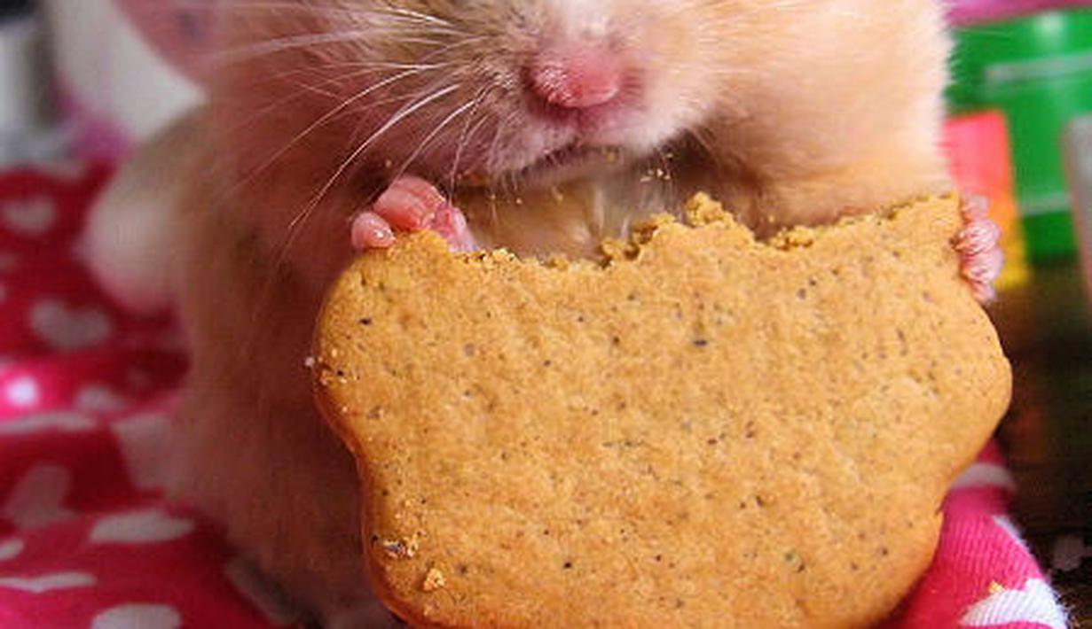 10 Foto Hamster Paling Lucu di Dunia - Photo Fimela.com
