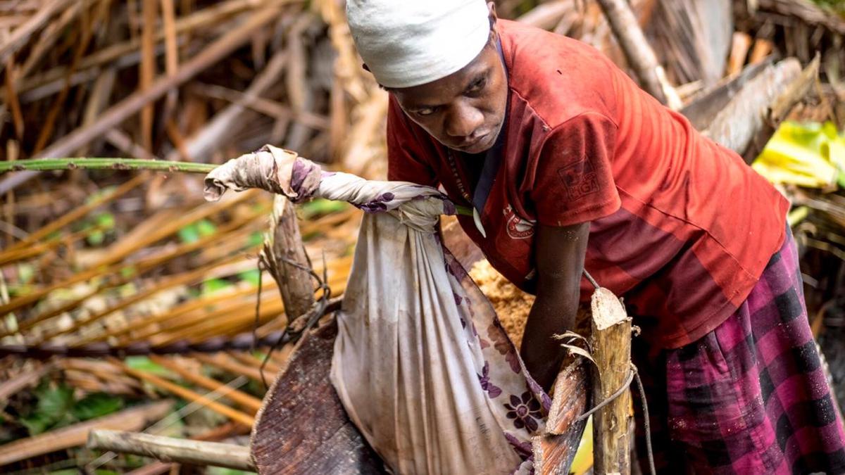 Mengenal Proses Pembuatan Sagu Tradisional Warga Tambrauw Papua Barat
