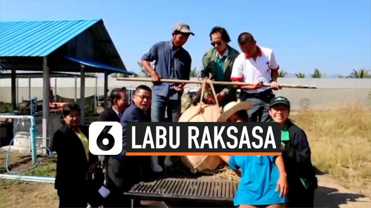 VIDEO: Penampakan Labu Raksasa Berbobot 69 Kilogram