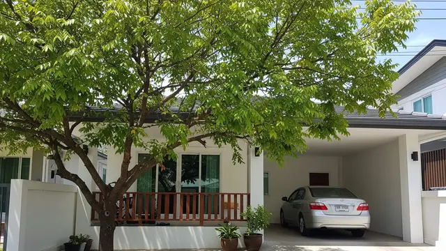7 Pohon Buah Peneduh Rumah yang Akarnya Tidak Merusak Pondasi, Daun ...