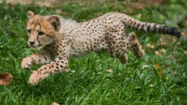 Tanggal 4 Desember Diperingati sebagai Hari Citah Internasional, Apa ...