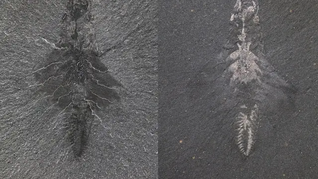 Penemuan Menakjubkan Fosil Makhluk Bermata 3, Evolusi dari 500 Juta ...