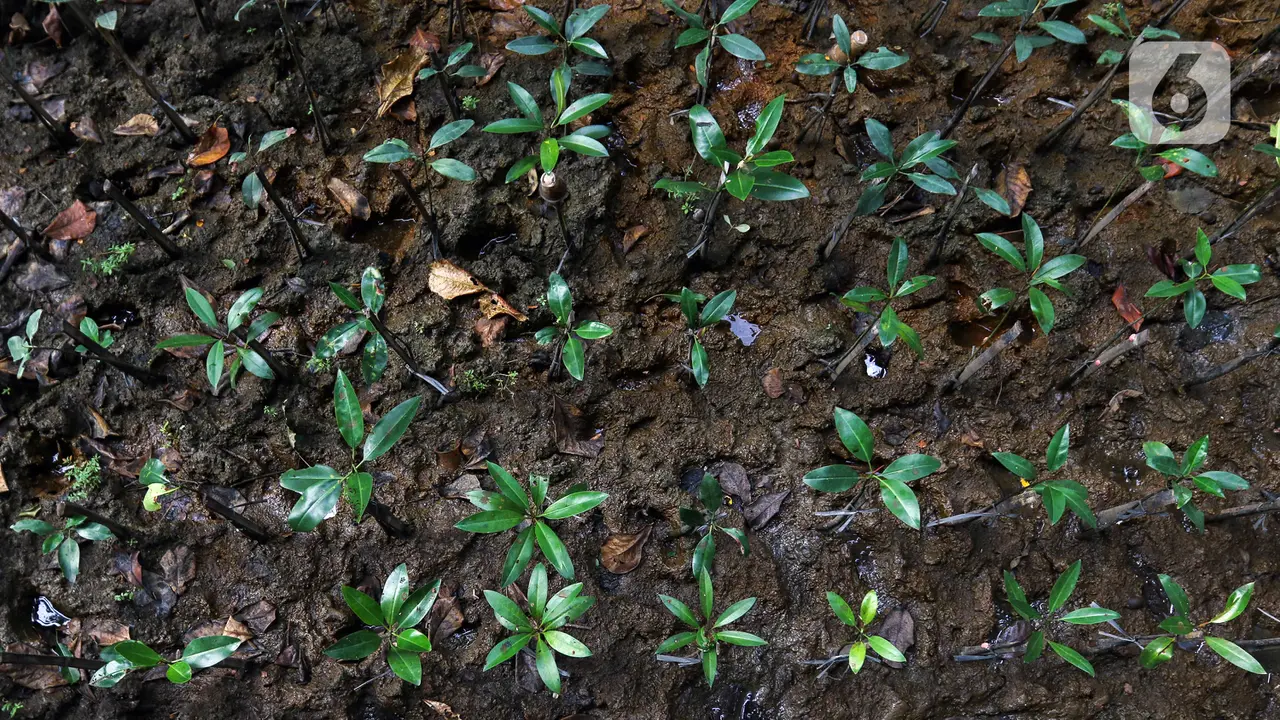 Ini Jurus KEHATI ANTAM Jaga Kelestarian Alam di Wilayah UBP Nikel ...