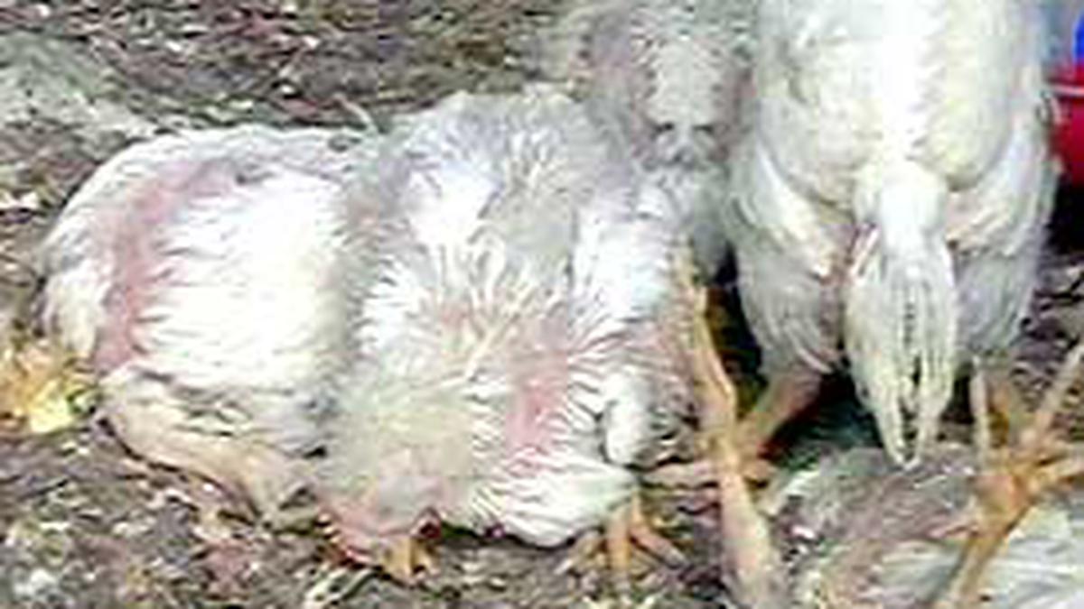 Ribuan Ayam di Kupang Mati Mendadak - News Liputan6.com