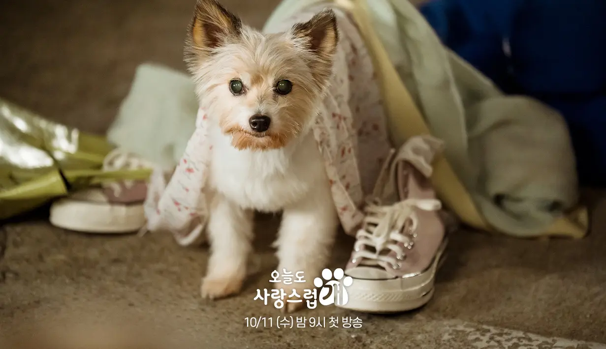 4 Alasan Wajib Nonton Drakor A Good Day to Be a Dog yang Dibintangi ...