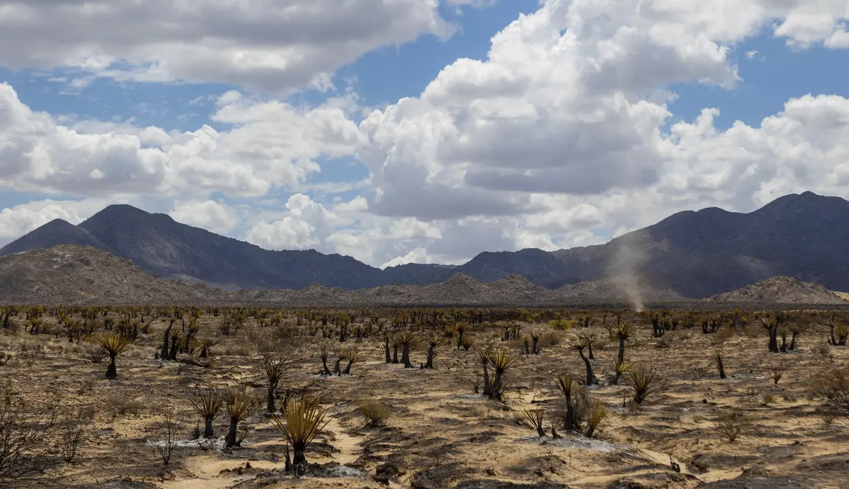 Suasana Cagar Alam Nasional Mojave di California Usai Kebakaran - Foto ...