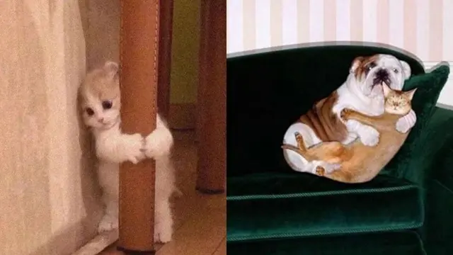 7 Ekspresi Gemas Kucing Ketakutan Ini Lucu Banget, Sampai Dipeluk ...