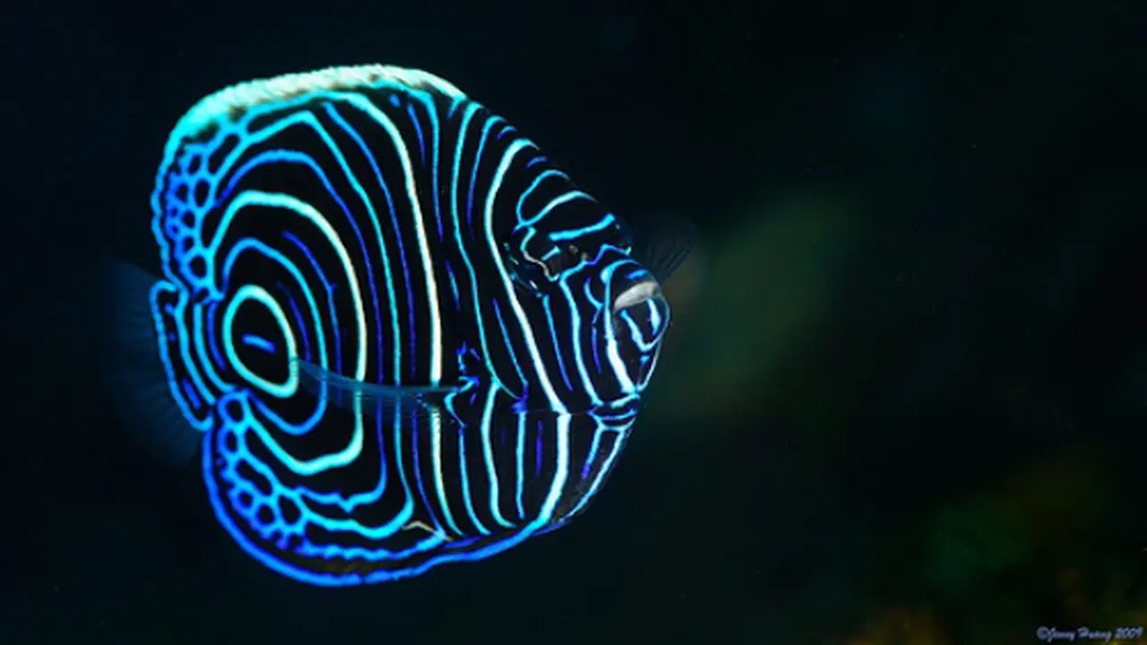 7 Ikan Paling Cantik di Muka Bumi - Citizen6 Liputan6.com