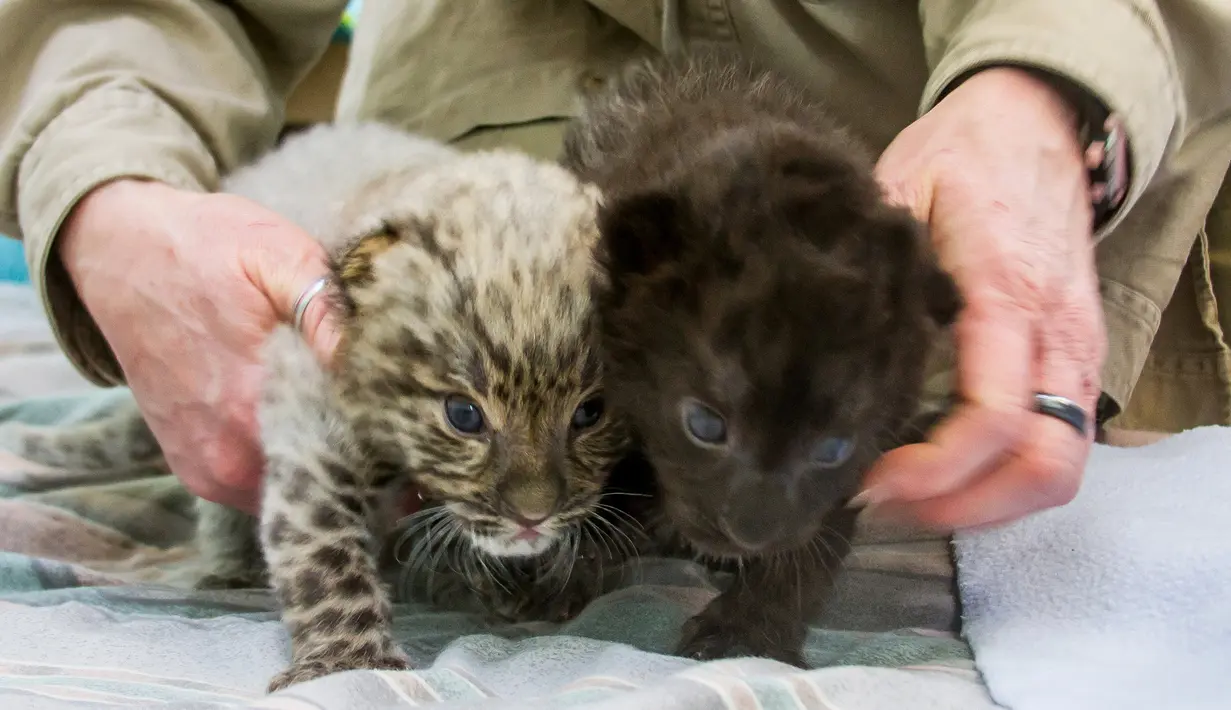 FOTO: Lucu, Dua Anak Macan Amur Langka Lahir di Amerika - Foto Liputan6.com