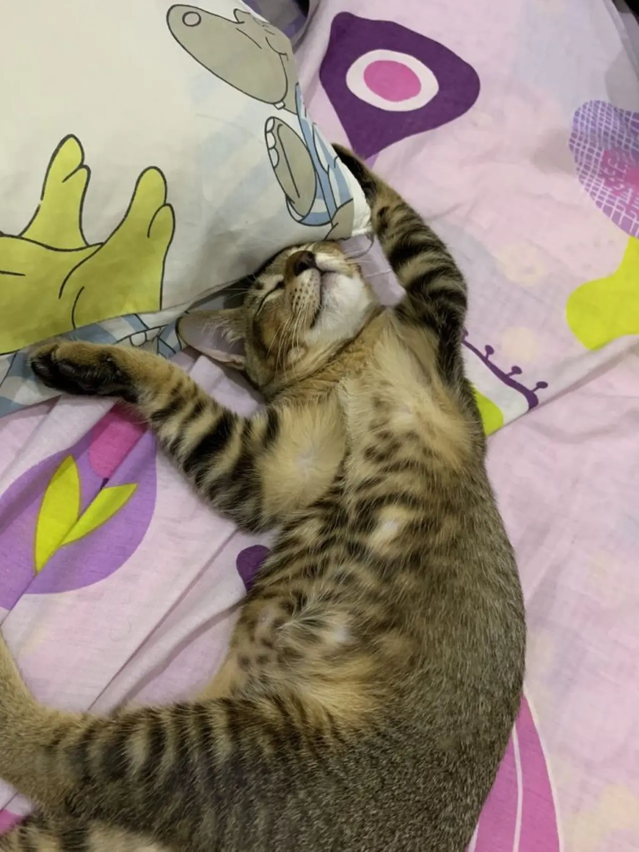 7 Potret Kucing Tidur dengan Pose Tak Wajar, Bikin Encok Lihatnya ...