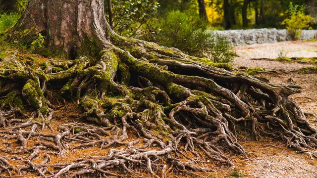 40 Kata-Kata Bijak tentang Akar, Jadi Pengingat dan Membantumu Membumi ...