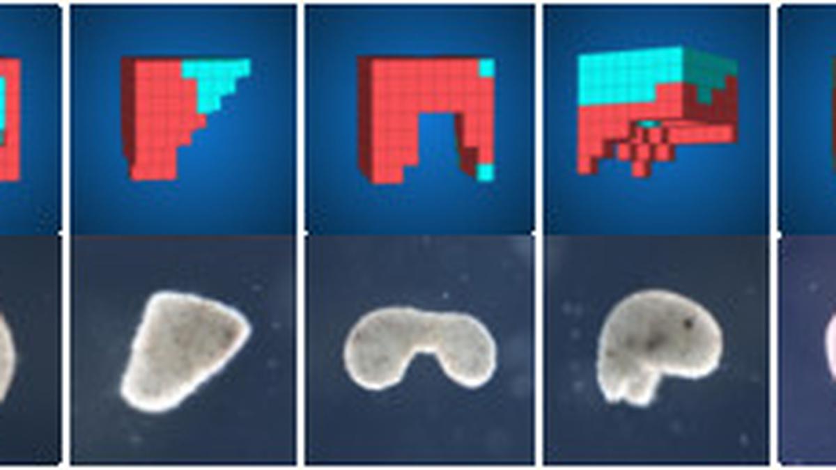 Xenobot, Robot Hidup Pertama di Dunia Dapat Bereproduksi - Global ...