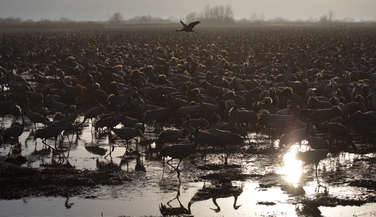 FOTO: Potret Kawanan Bangau Menyerbu Danau Hula di Israel - Foto Liputan6.com