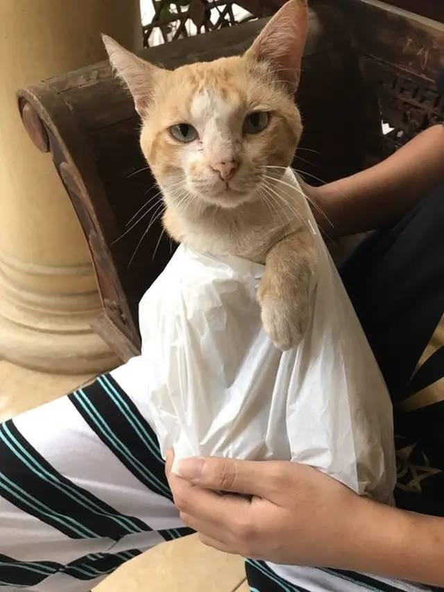 10 Potret Lucu Kucing saat Digendong, Ada yang Dipeluk Hingga Pakai Jarik