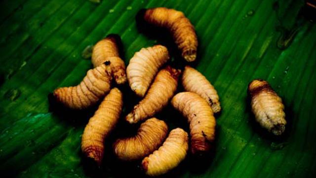 Ulat Unik Mad Hatterpillar, Pakai Tumpukan Bekas Kulit Kepala Sebagai ...