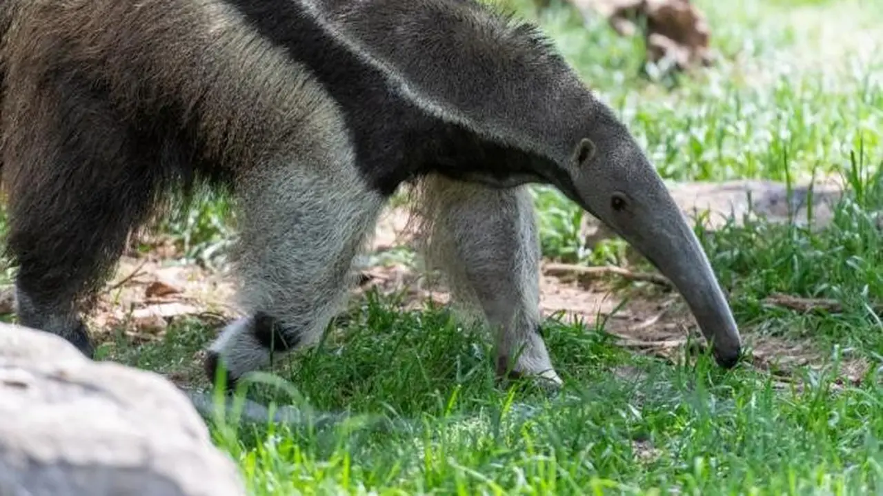 6 Fakta Menarik Bayi Hewan Pemakan Semut - Citizen6 Liputan6.com