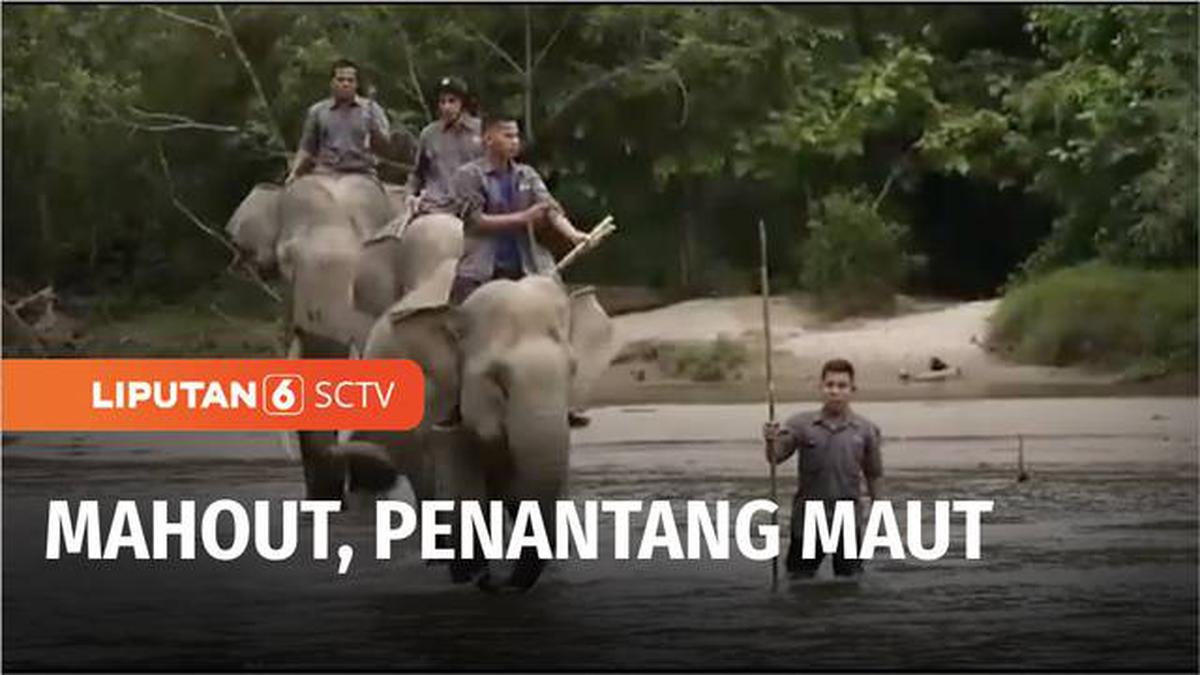 VIDEO: Tantangan Menjadi Mahout atau Pawang Gajah, Harus Bertaruh Nyawa - TV Liputan6.com