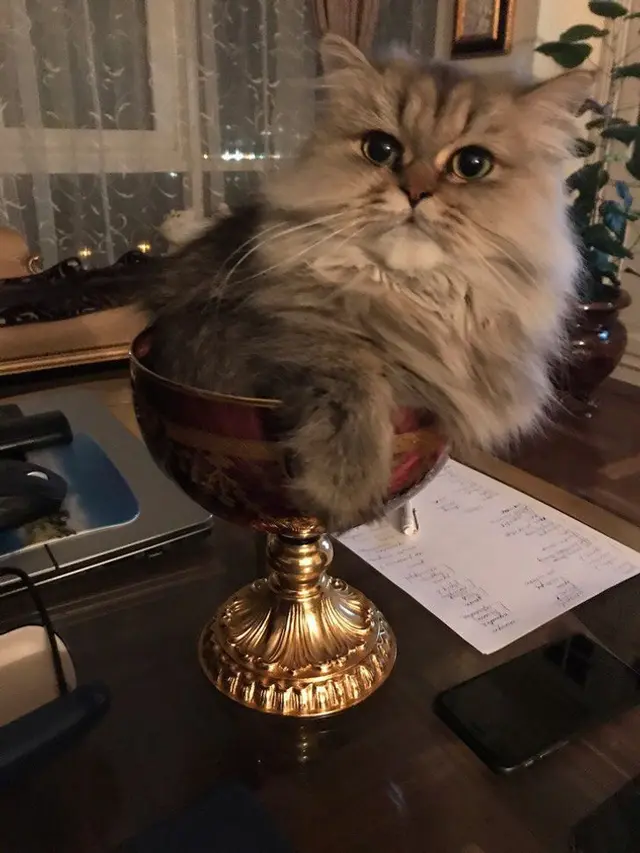 Fakta! Kucing Juga Bisa Kentut dan Ini Penyebabnya, Pencinta Kucing ...