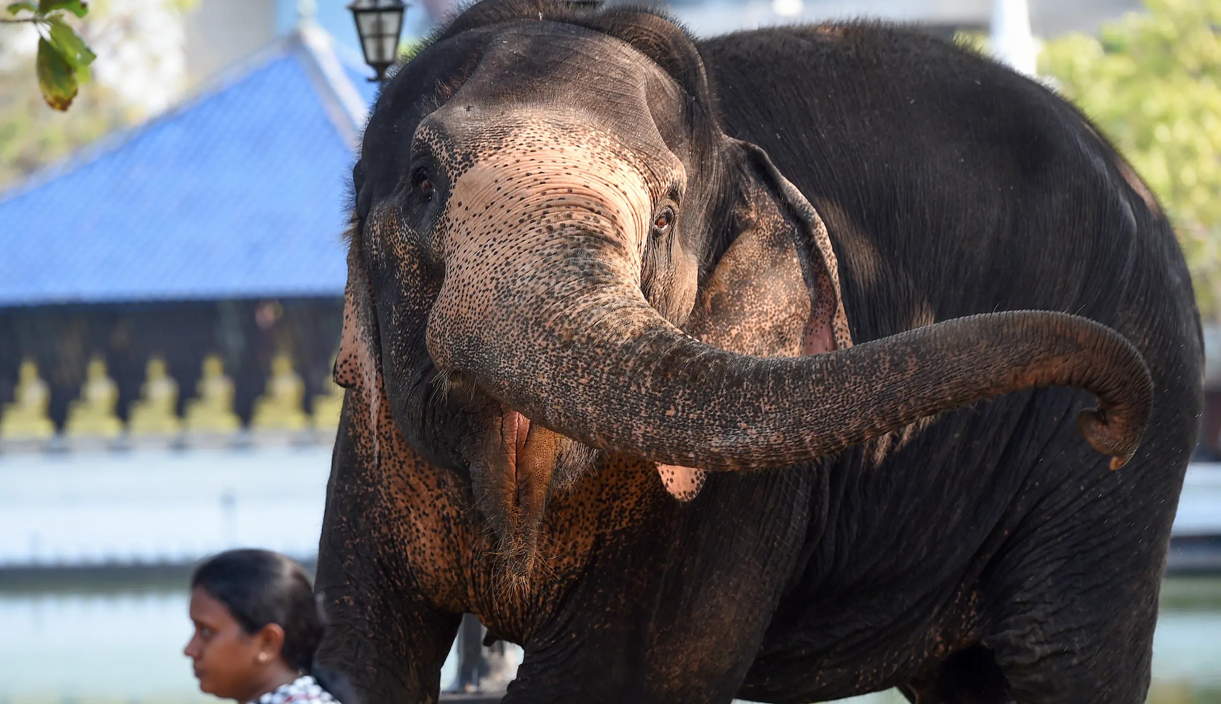 FOTO: 50 Gajah Siap Meriahkan Festival Perahera di Sri Lanka - Foto ...