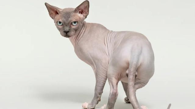 Gemas Banget, 9 Ras Kucing Ini Punya Kaki yang Pendek - Citizen6 ...