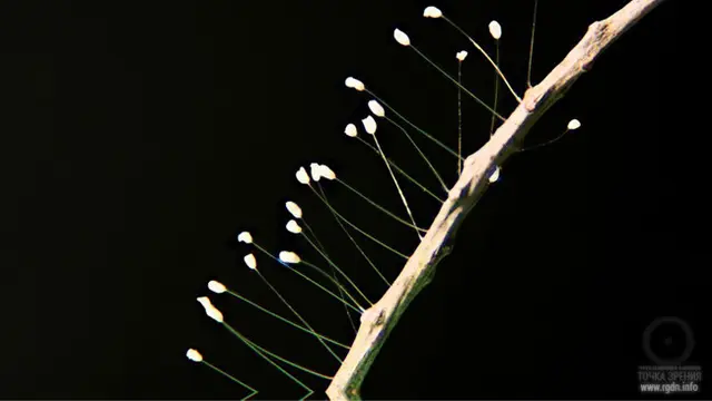 Langka, Bunga bak Kotoran Serangga Ini Diklaim Terkecil di Dunia ...