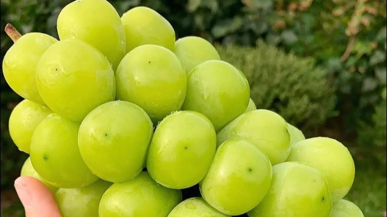 6 Fakta Anggur Muscat, Varietas Anggur Tertua yang Kini Jadi Favorit ...