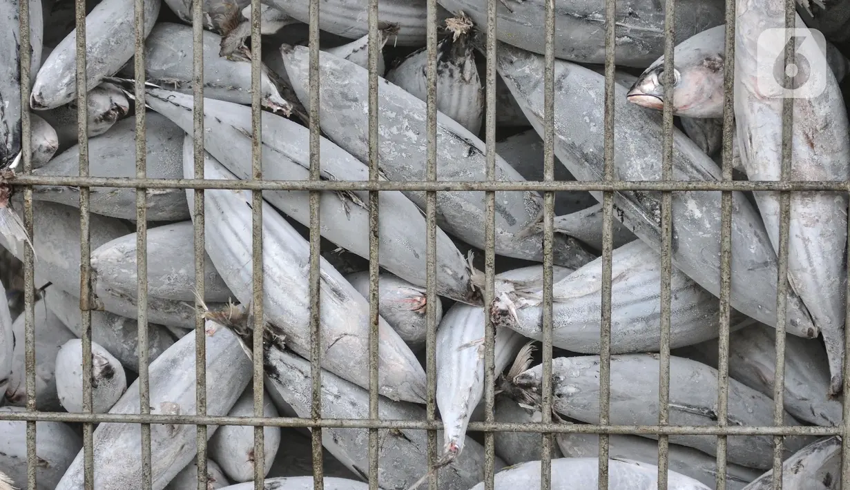 KKP Target Ekspor Perikanan Indonesia 2023 Tembus USD 7,66 M - Foto Liputan6.com