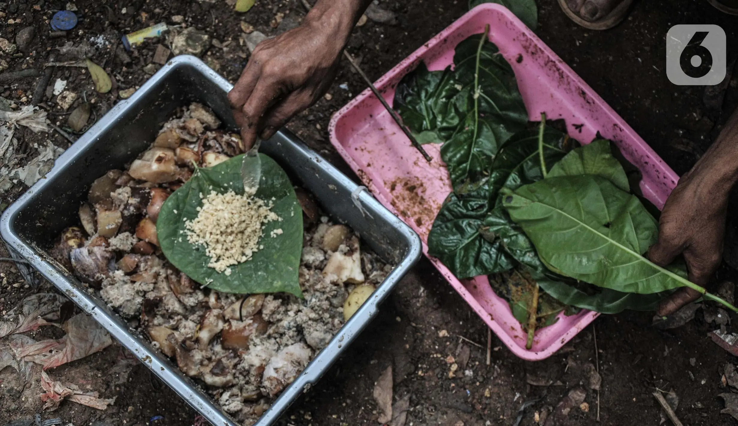 FOTO: Budi Daya Maggot untuk Kurangi Sampah Organik - Foto Liputan6.com