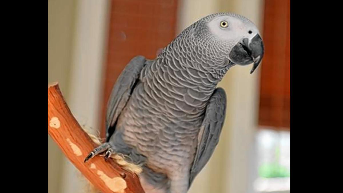 Ditemukan Setelah Hilang 4 Tahun, Burung Beo Ini Bicara Spanyol ...