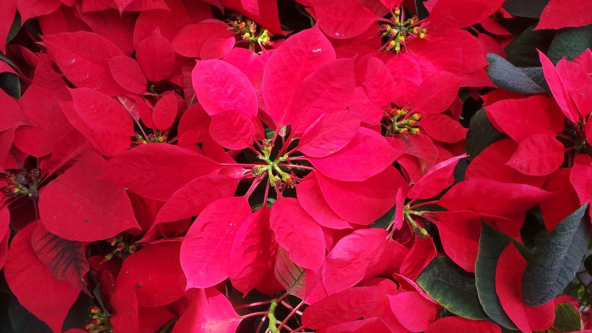 6 Fakta Kastuba, Bunga Cantik untuk Hiasan Natal - Lifestyle Liputan6.com